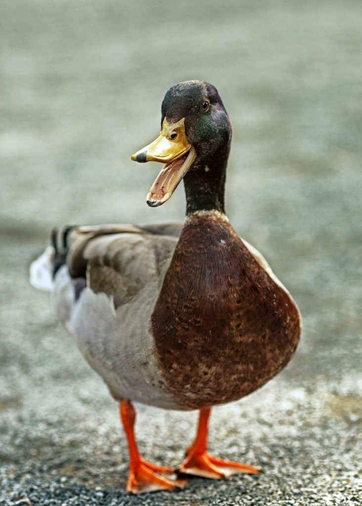 Fiche d’incubation pour le Canard - PoultryFun
